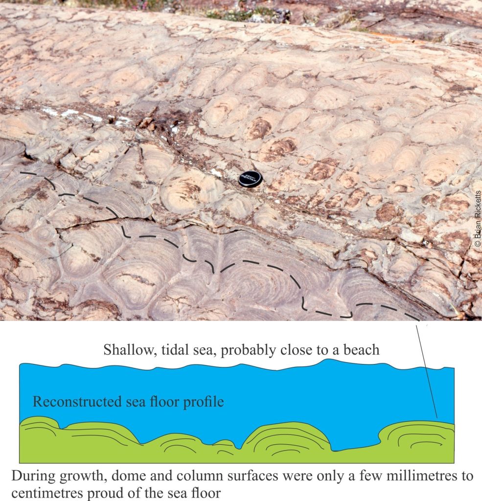 Sedimentary structures: Stromatolites - Geological Digressions