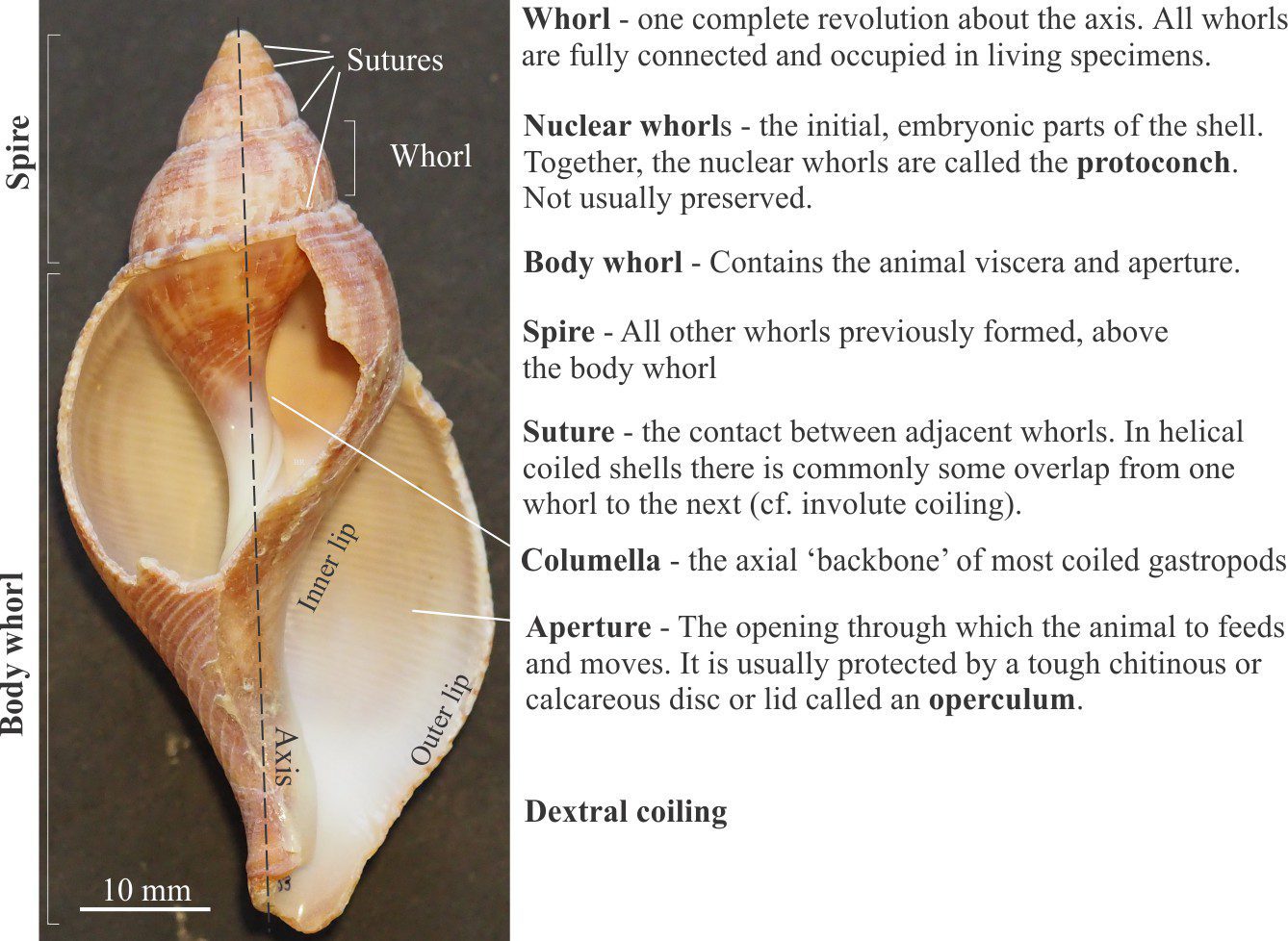 Gastropod shell morphology for sedimentologists - Geological Digressions