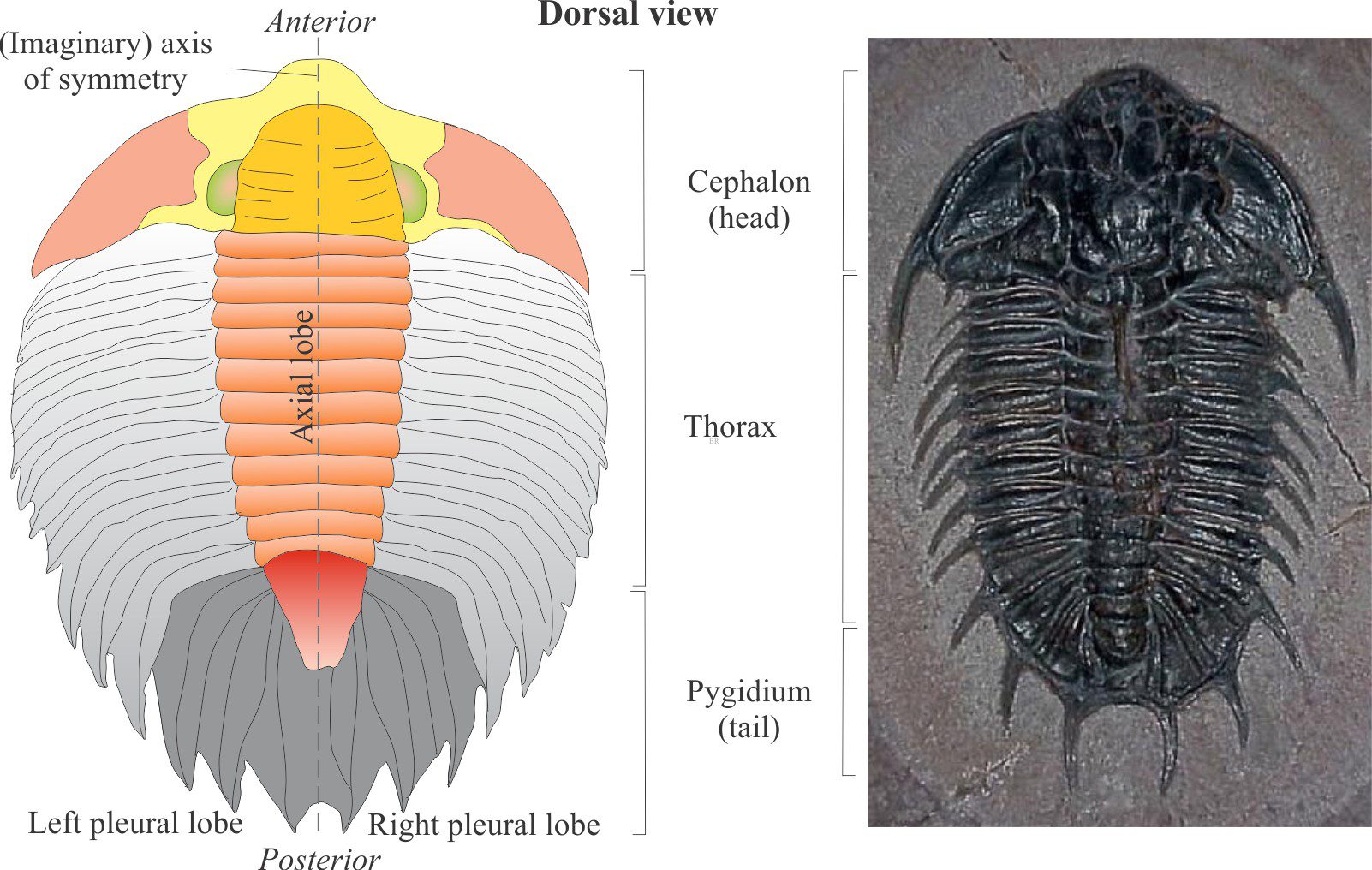 Trilobite morphology for sedimentologists - Geological Digressions